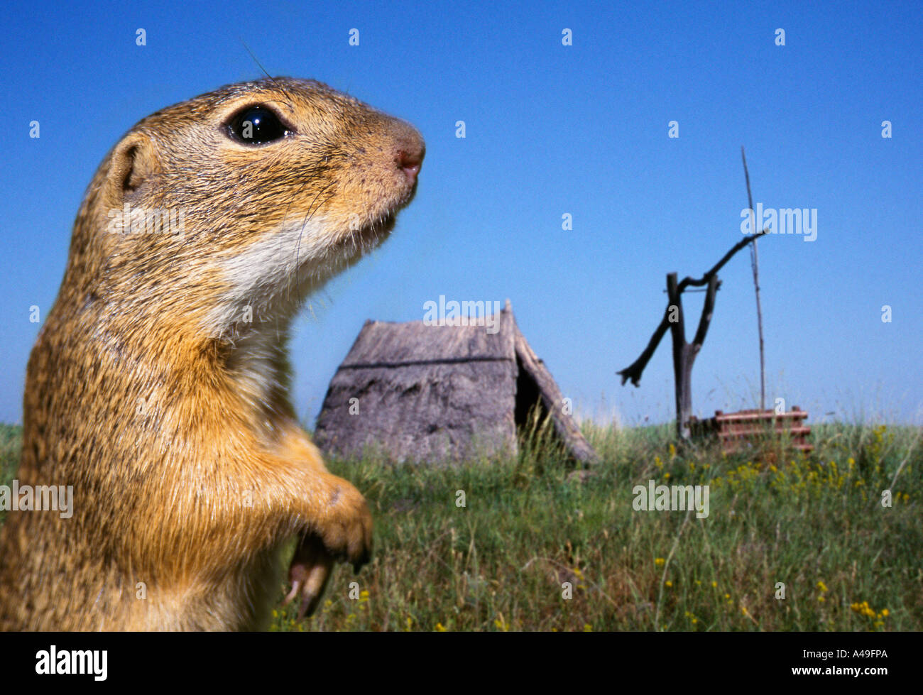 European Suslik / European Ground Squirrel Stock Photo - Alamy