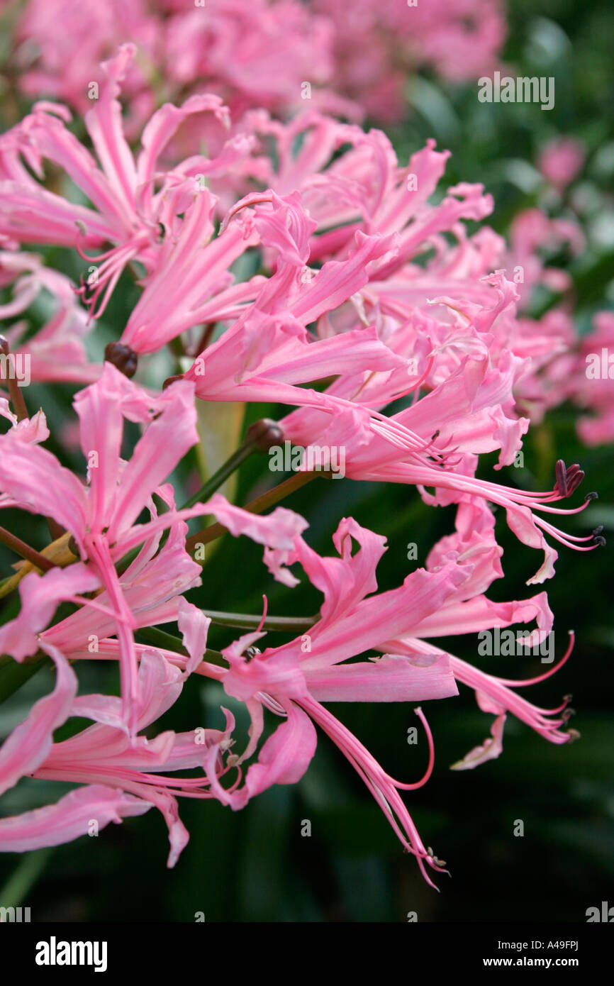 Nerines flowers hi-res stock photography and images - Alamy