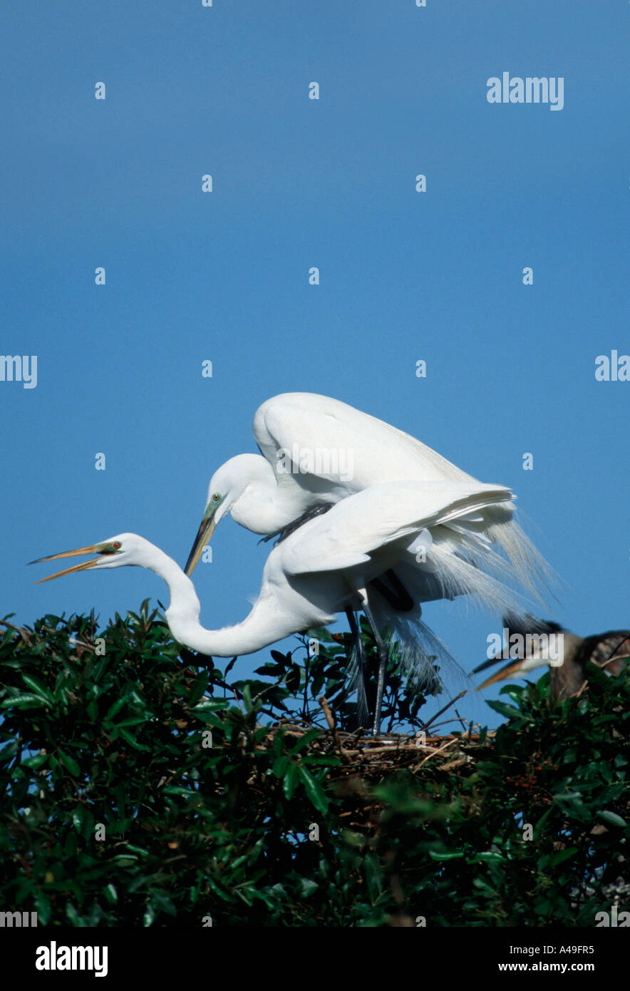 Great White Egret Stock Photo - Alamy