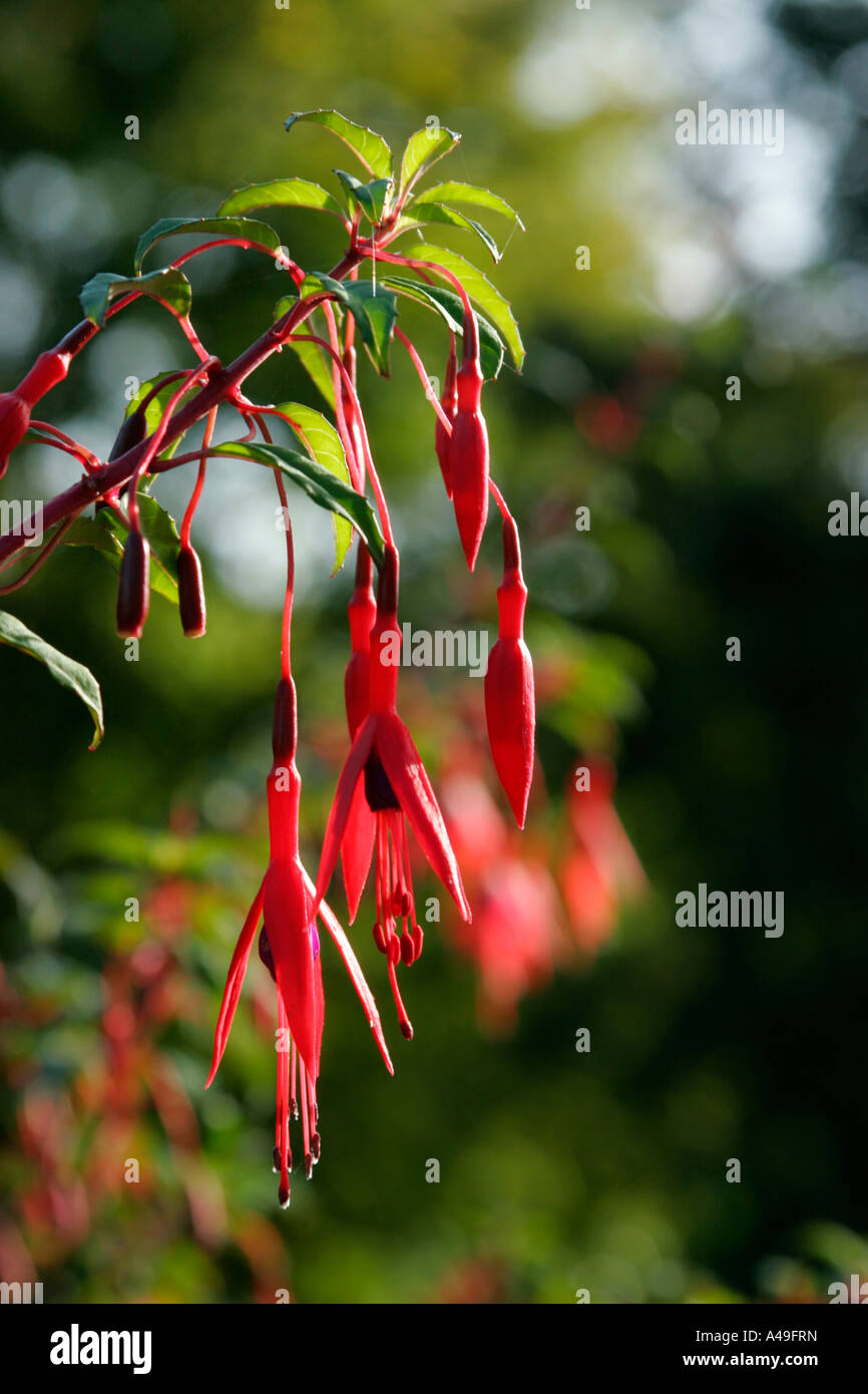Red flowers of garden shrub Fuchsia magellanica Stock Photo - Alamy