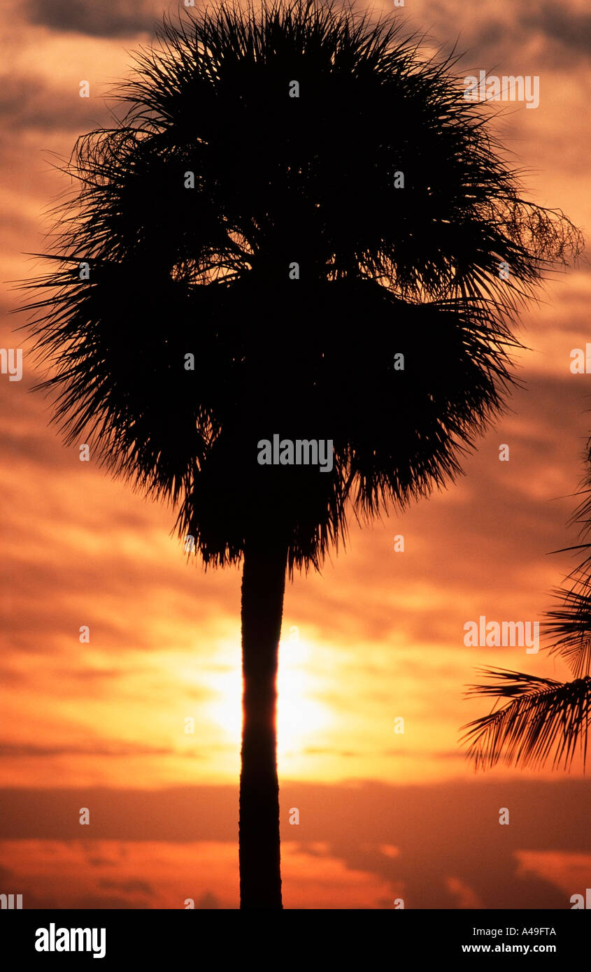 Paurotis palm hi-res stock photography and images - Alamy