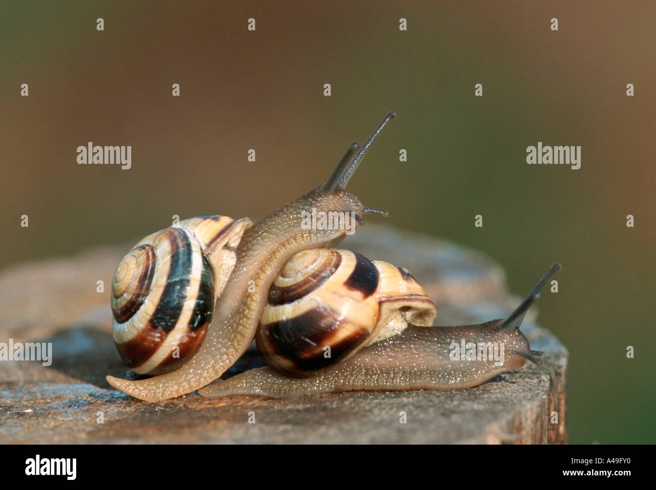 Grove snails mating hi-res stock photography and images - Alamy