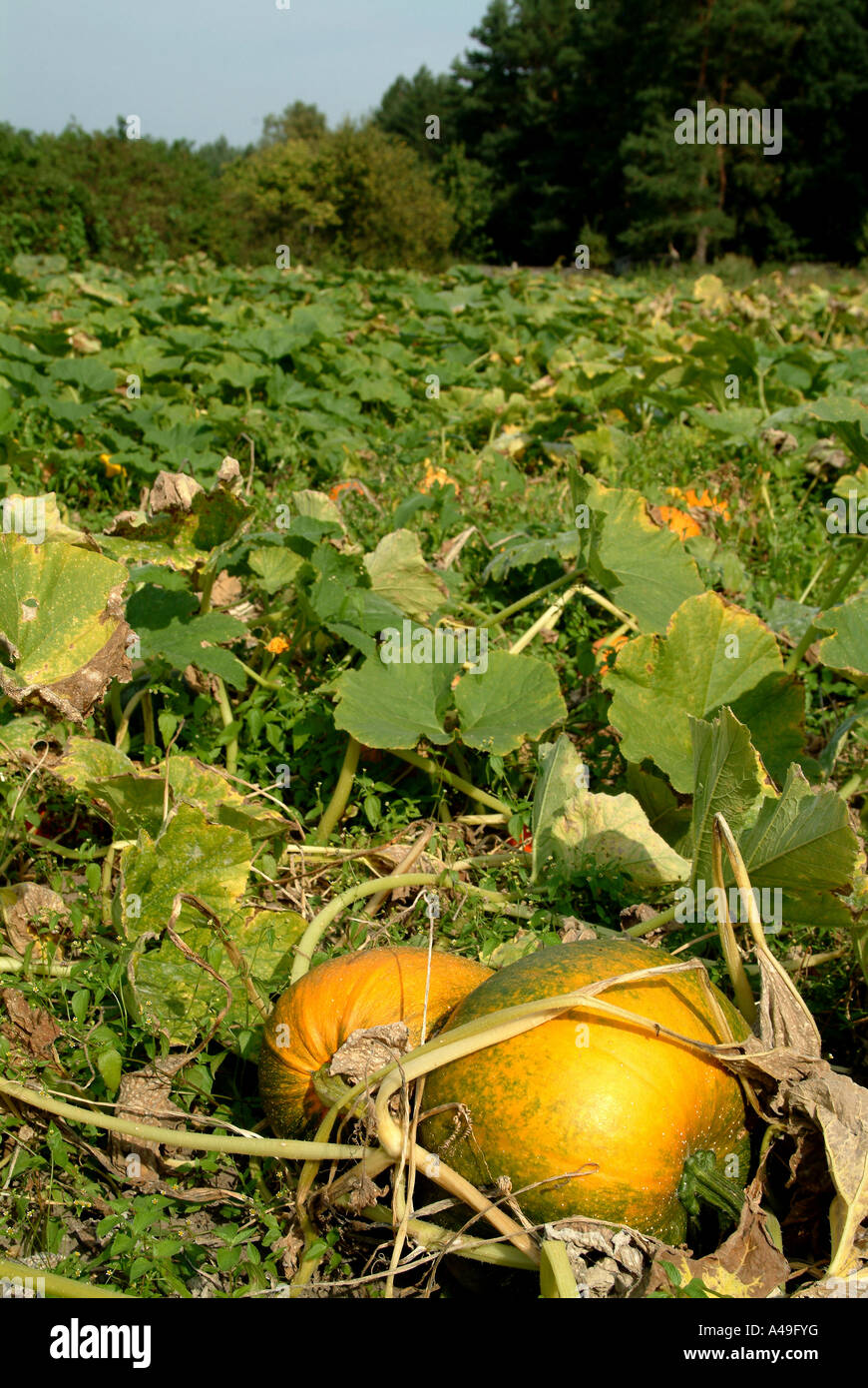 A pumpkin field Stock Photo - Alamy