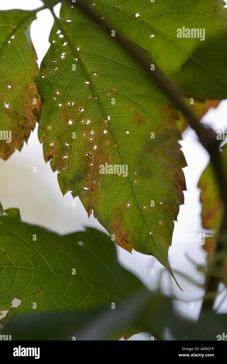Damaged leaves hi-res stock photography and images - Alamy