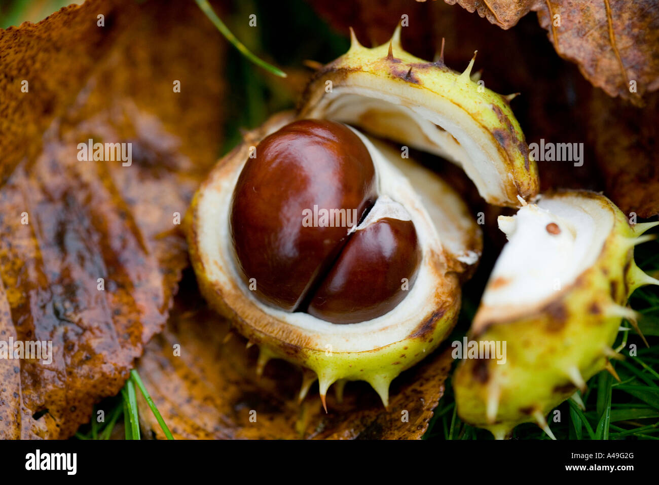 Conker in shell hi-res stock photography and images - Alamy