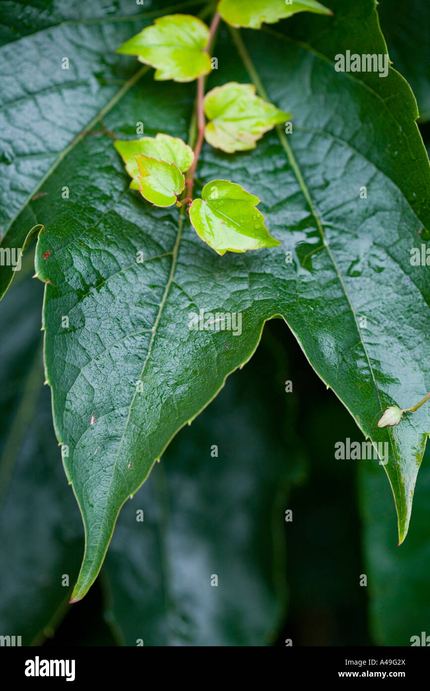Young ivy leaves hi-res stock photography and images - Alamy