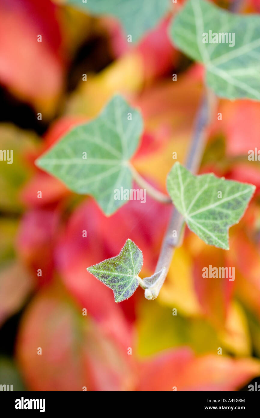 Small ivy leaves hi-res stock photography and images - Alamy