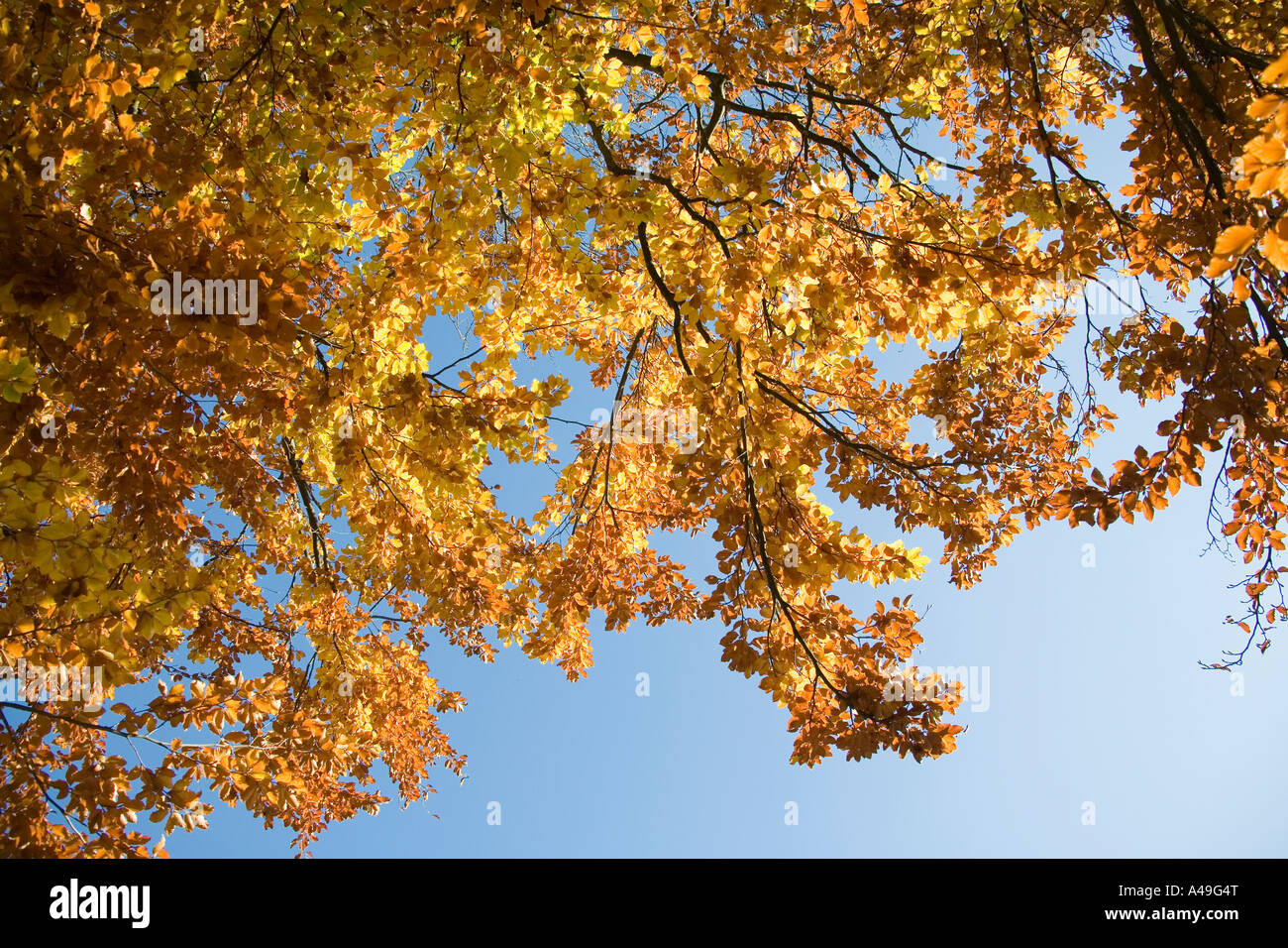 Tree top colours colors hi-res stock photography and images - Alamy