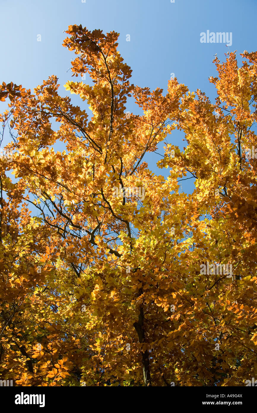 Tree in autumn colours Stock Photo - Alamy