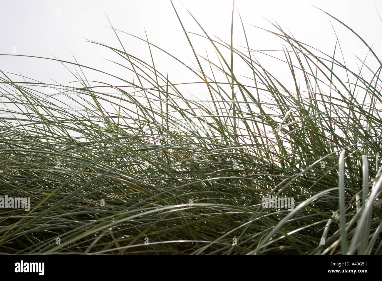 Coastal dune plant hi-res stock photography and images - Alamy