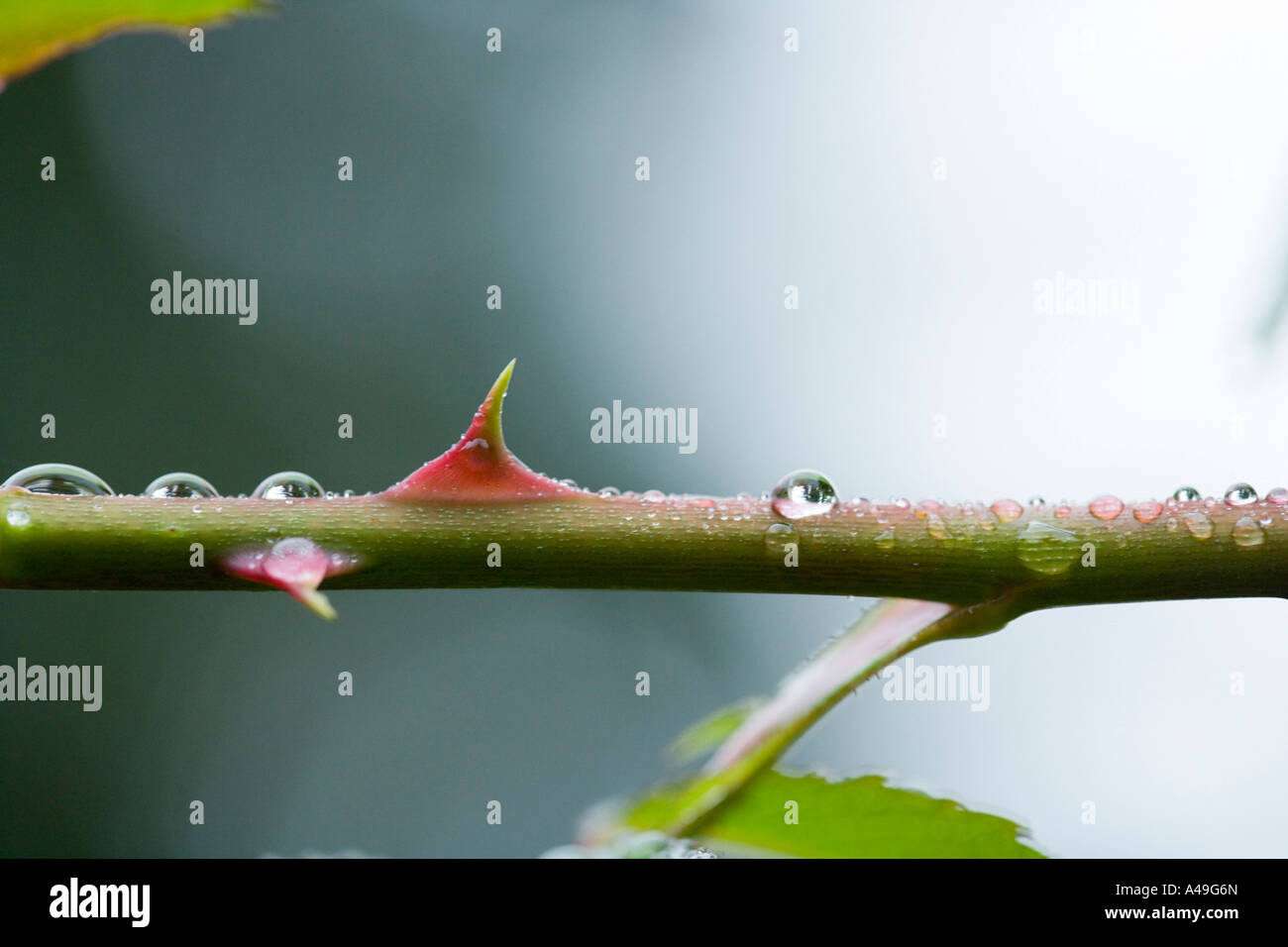 Rose plant thorns hi-res stock photography and images - Alamy