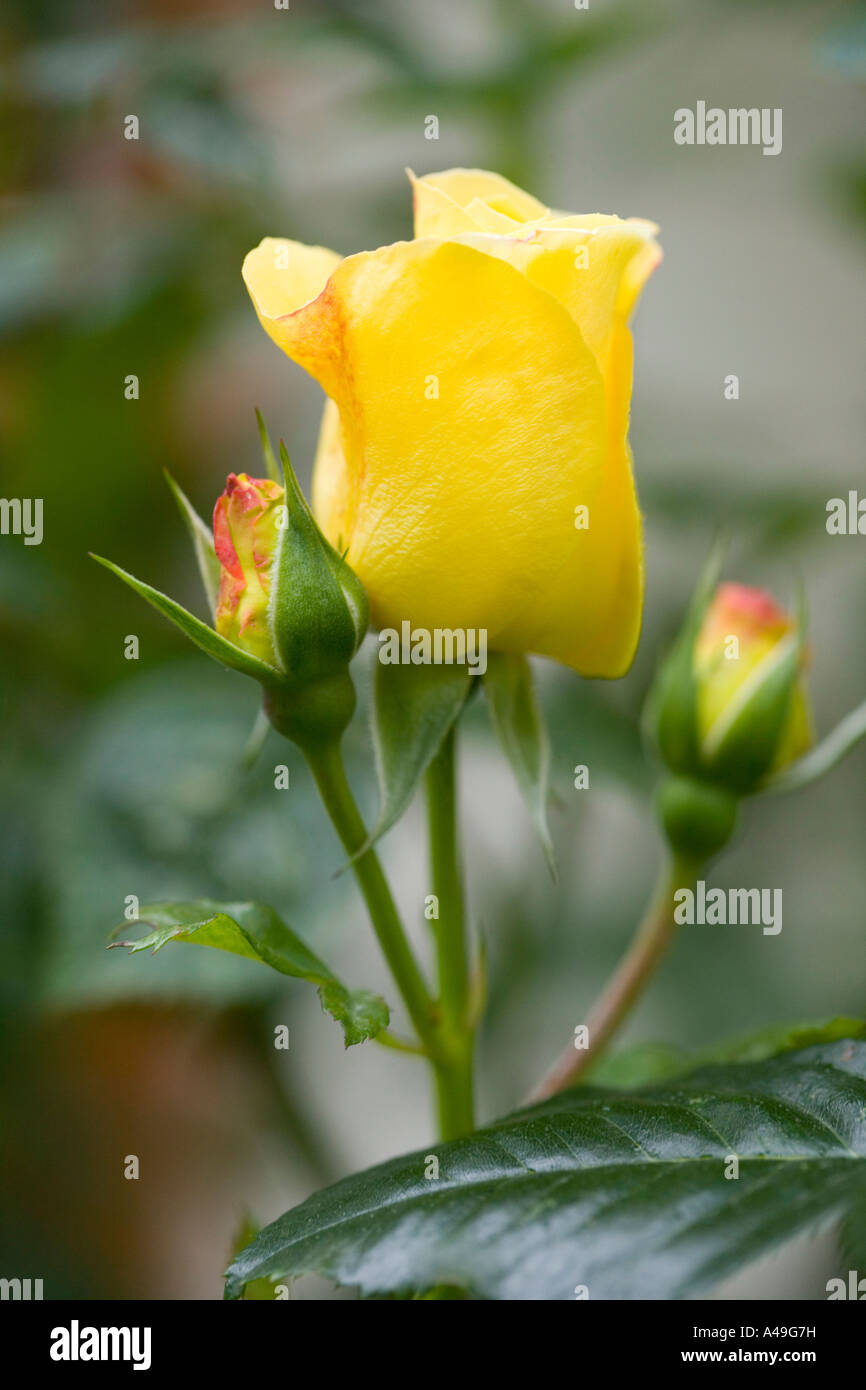 Yellow rose and rosebuds Stock Photo - Alamy