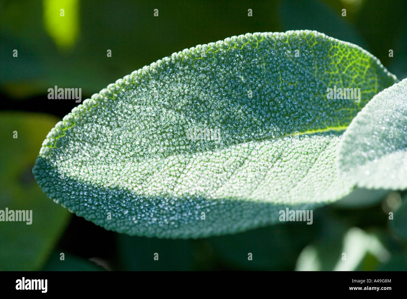 Common sage leaf Stock Photo - Alamy