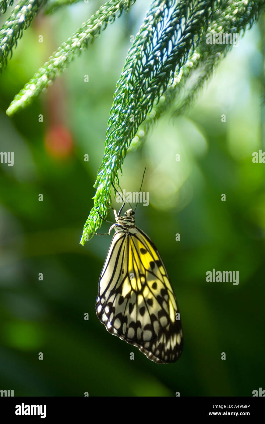 Key west butterfly garden hi-res stock photography and images - Alamy
