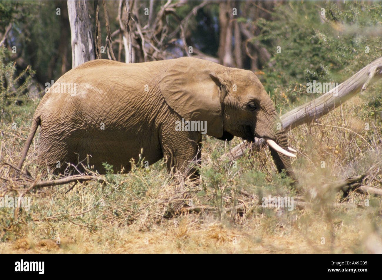 Elephant Pushing Tree High Resolution Stock Photography and Images - Alamy
