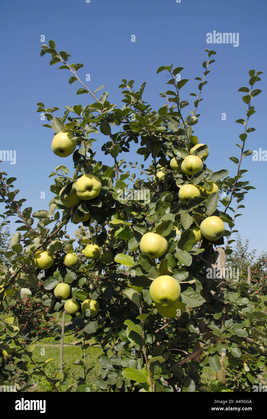 Cydonia oblonga konstantinopel hi-res stock photography and images - Alamy