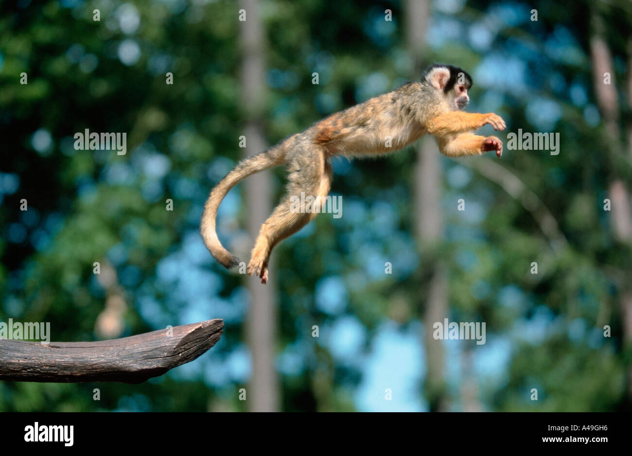 Monkey jumping south america hi-res stock photography and images - Alamy