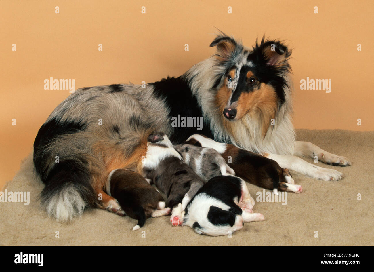 Rough collie puppies hi-res stock photography and images - Alamy