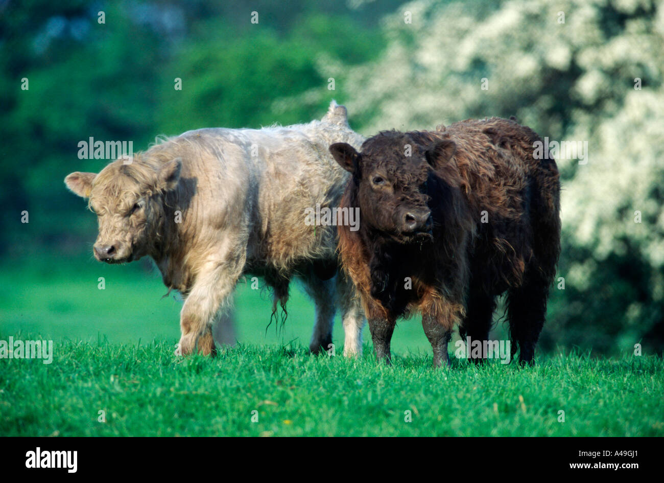 Cattle / Hausrind Stock Photo - Alamy