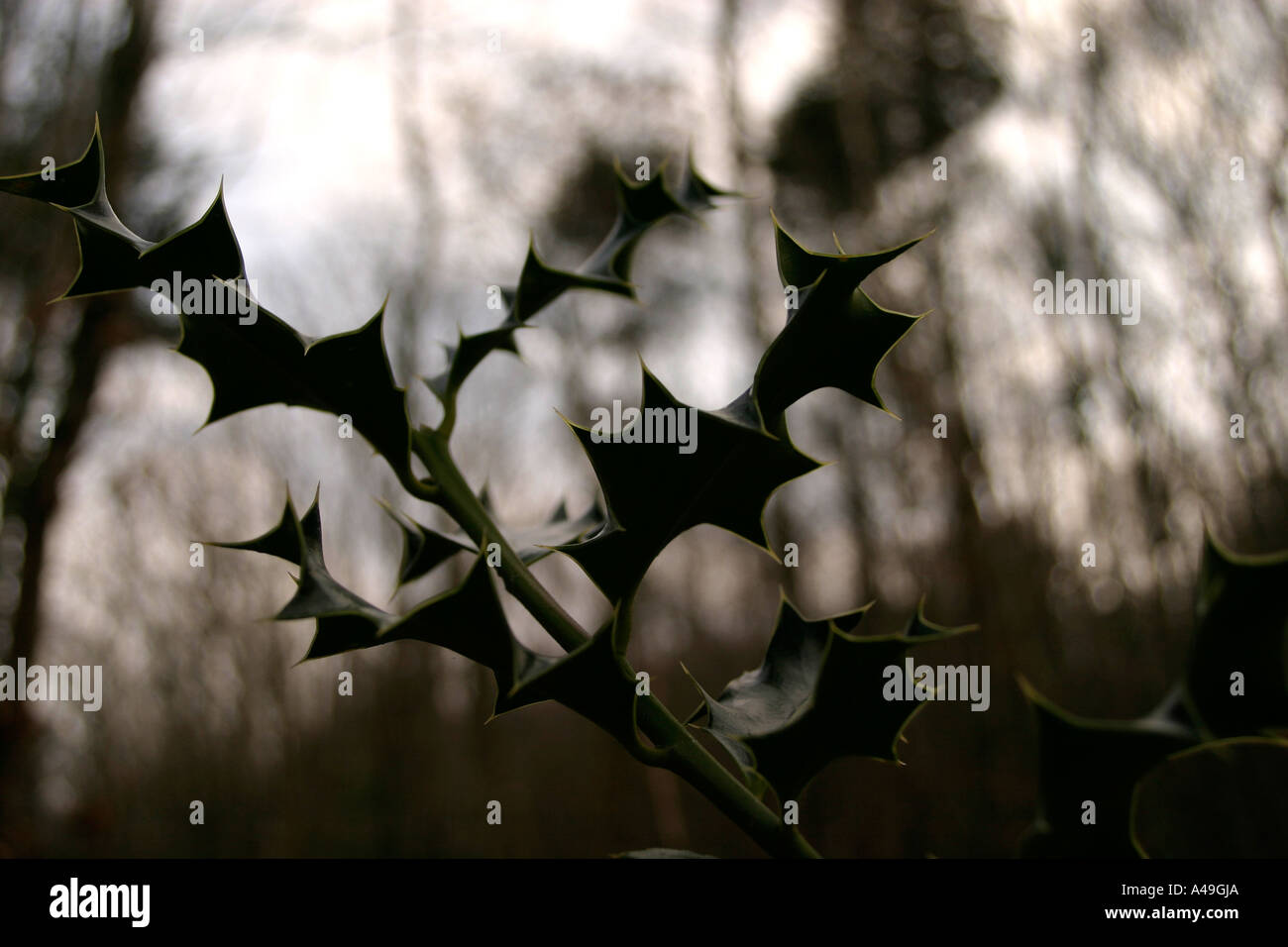holly bush leaves in woodland shade Stock Photo - Alamy