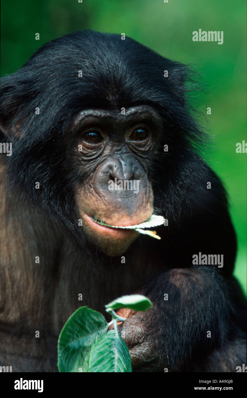 Bonobo / Pygmy Chimpanzee Stock Photo - Alamy