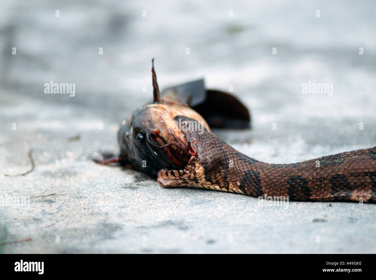 Brown Water Snake Stock Photo - Alamy
