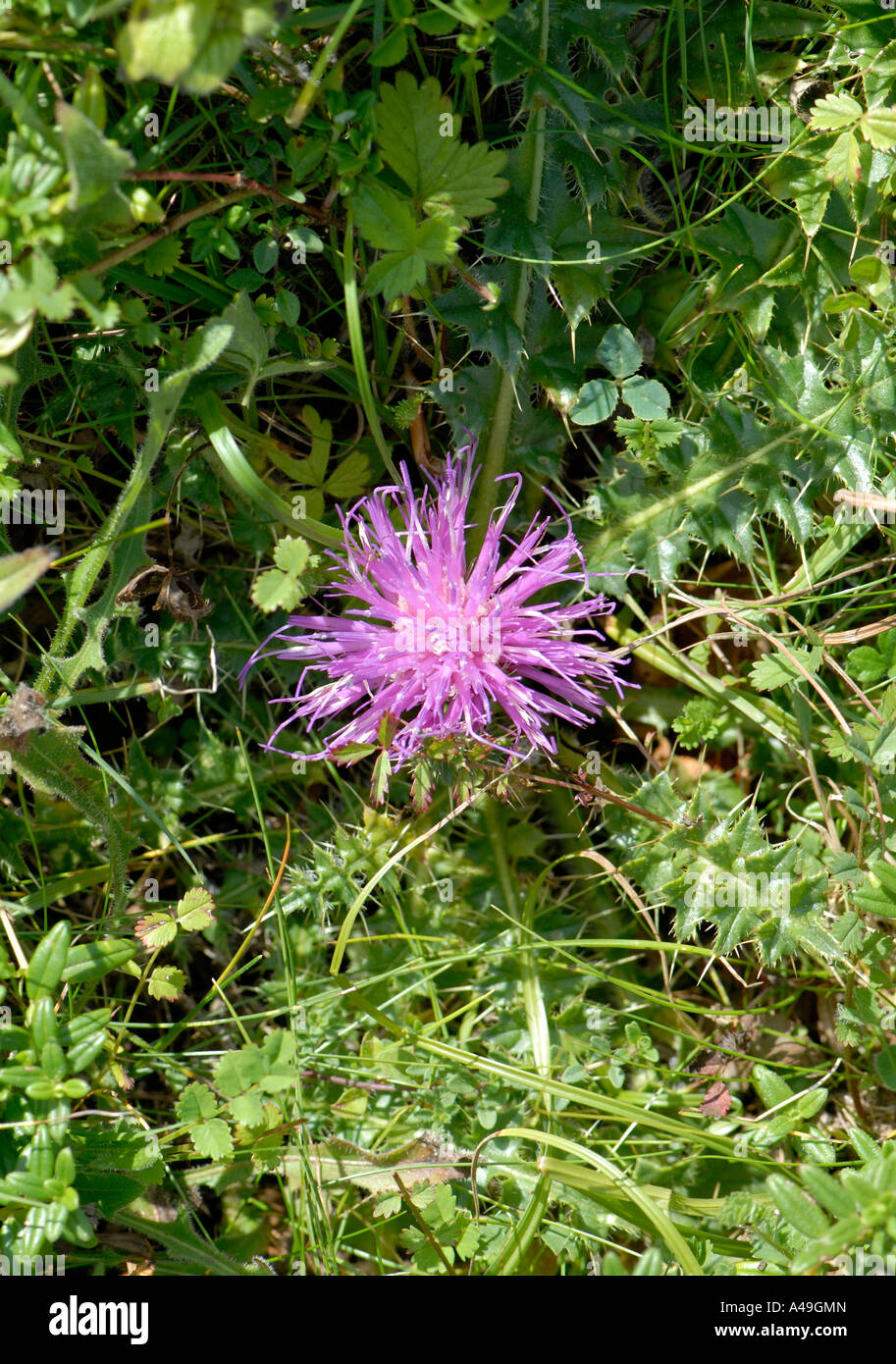 Red purple flower and leaf rosette of Dwarf Thistle Stock Photo - Alamy