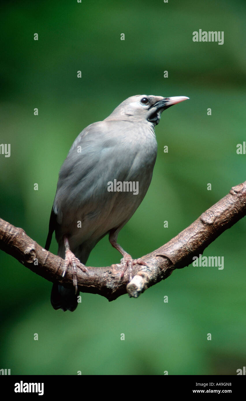 Wattled starling hi-res stock photography and images - Alamy