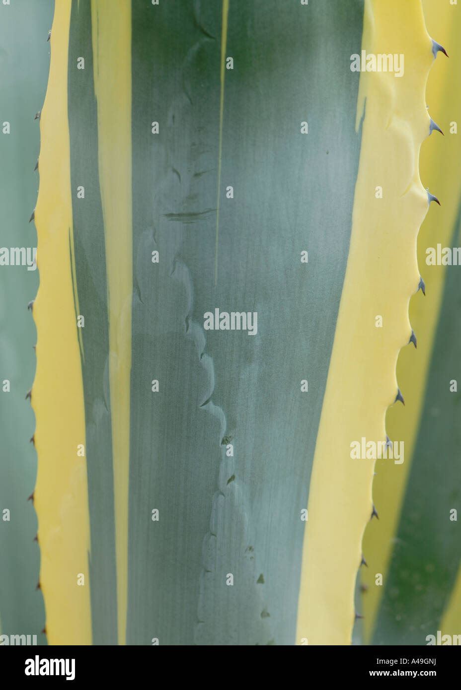 Leaf of a varigated Agave Agave species with the imprint of the spines ...