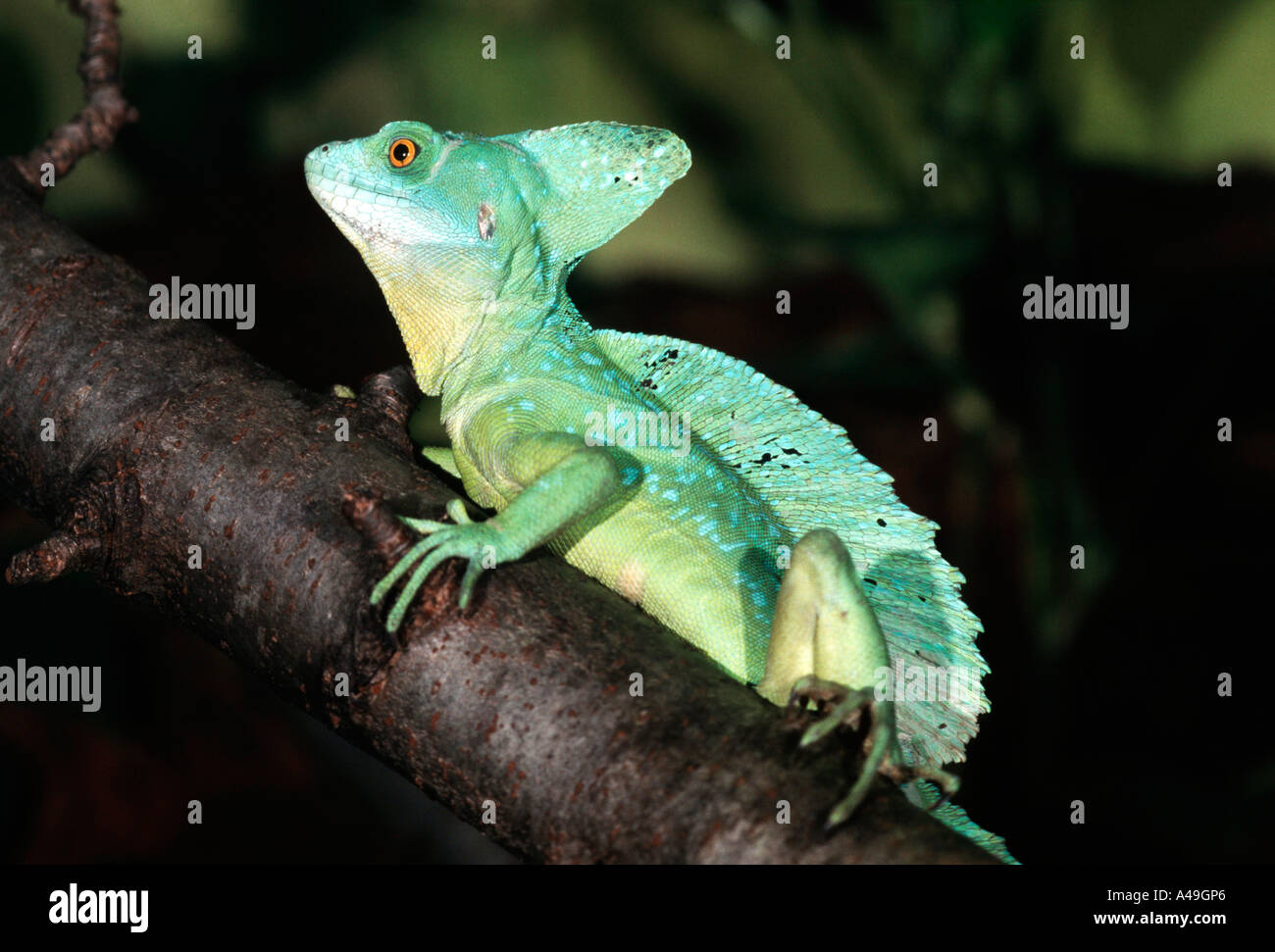 Green Basilisk / Plumed Basilisk Stock Photo - Alamy