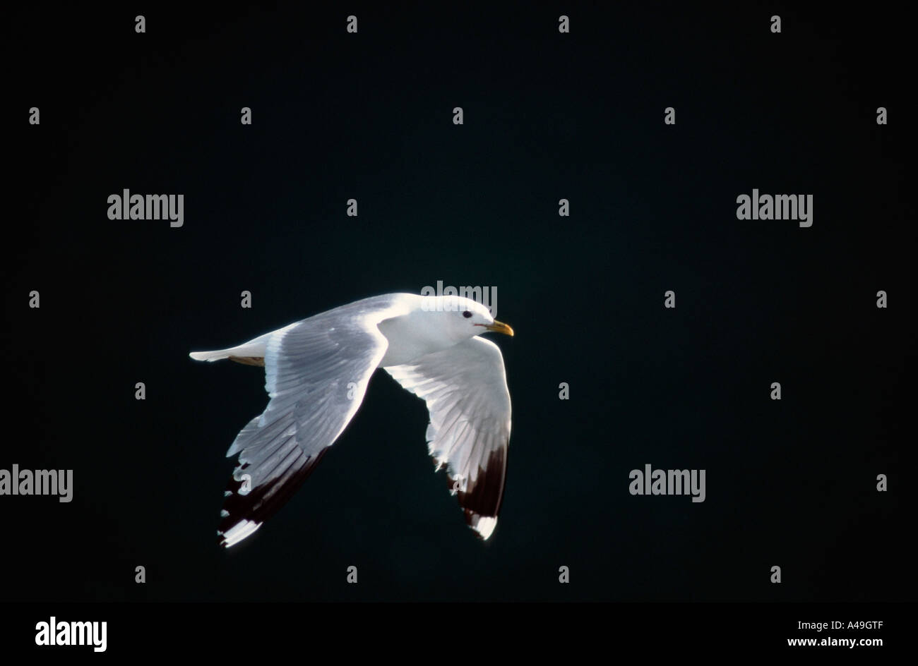 Common Gull / Mew Gull Stock Photo - Alamy
