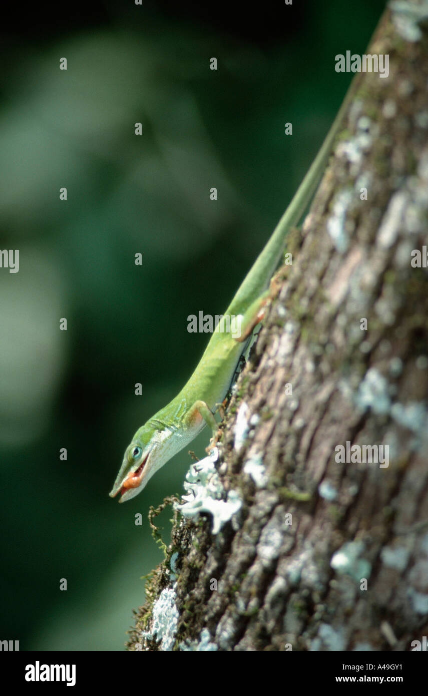 Green anole florida hi-res stock photography and images - Alamy