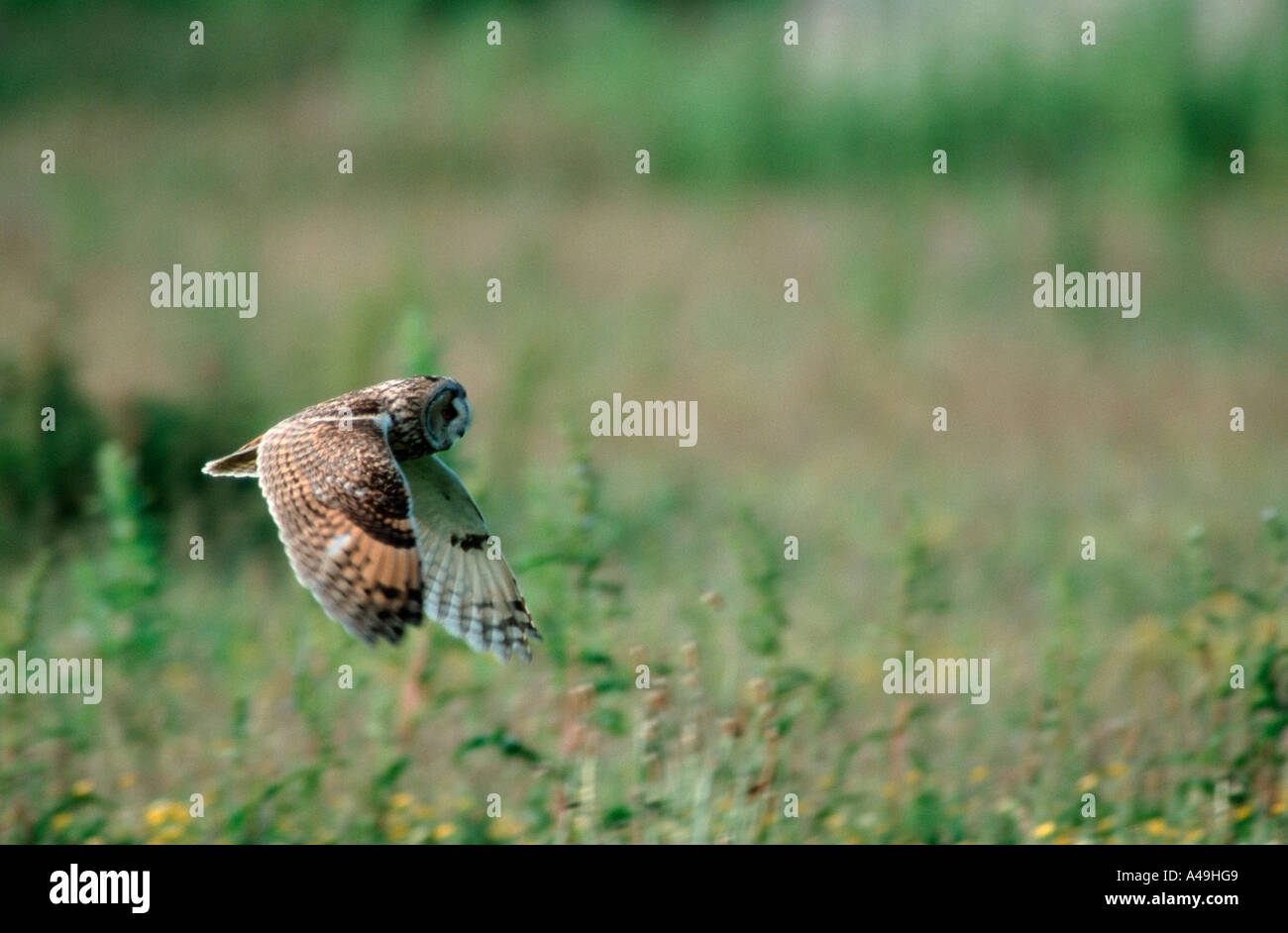 Flying long eared owls hi-res stock photography and images - Alamy