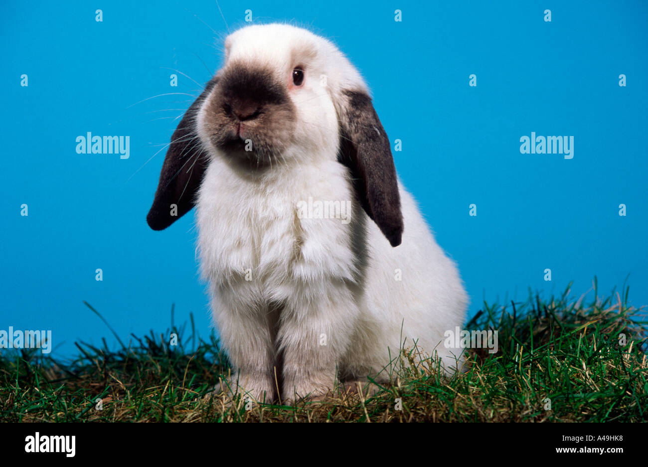 Lop-eared Dwarf Rabbit Stock Photo - Alamy