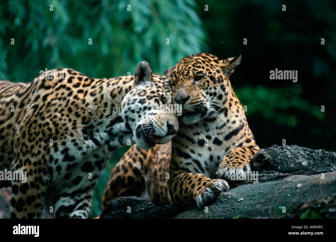 Jaguar panthera onca pair hi-res stock photography and images - Alamy