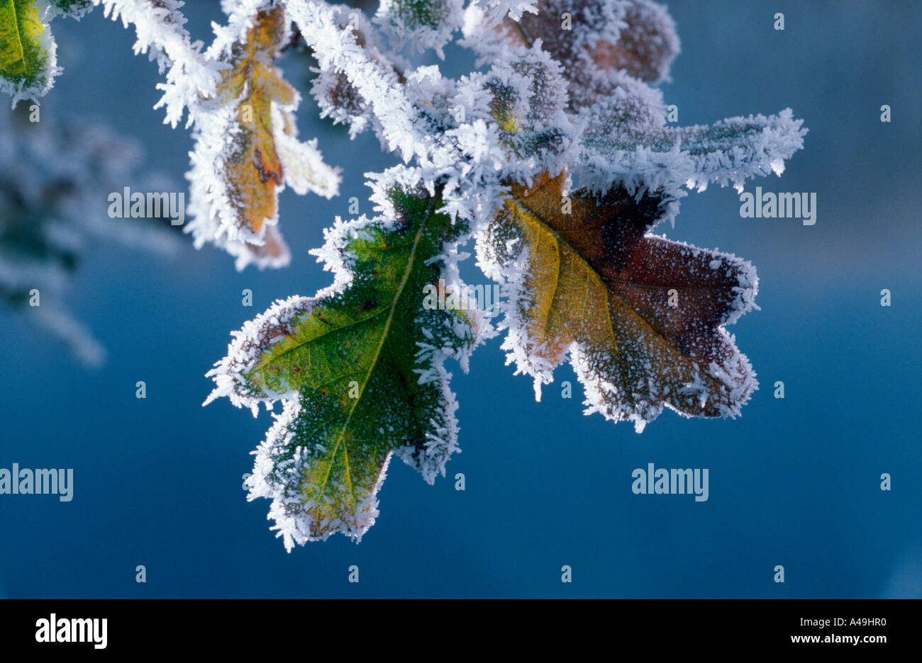 Eichenblatt hi-res stock photography and images - Alamy