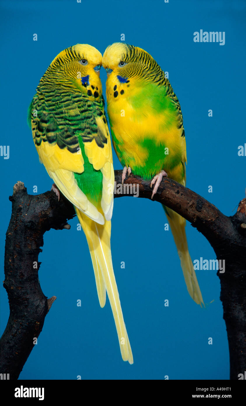 Budgerigar / Budgie Stock Photo - Alamy