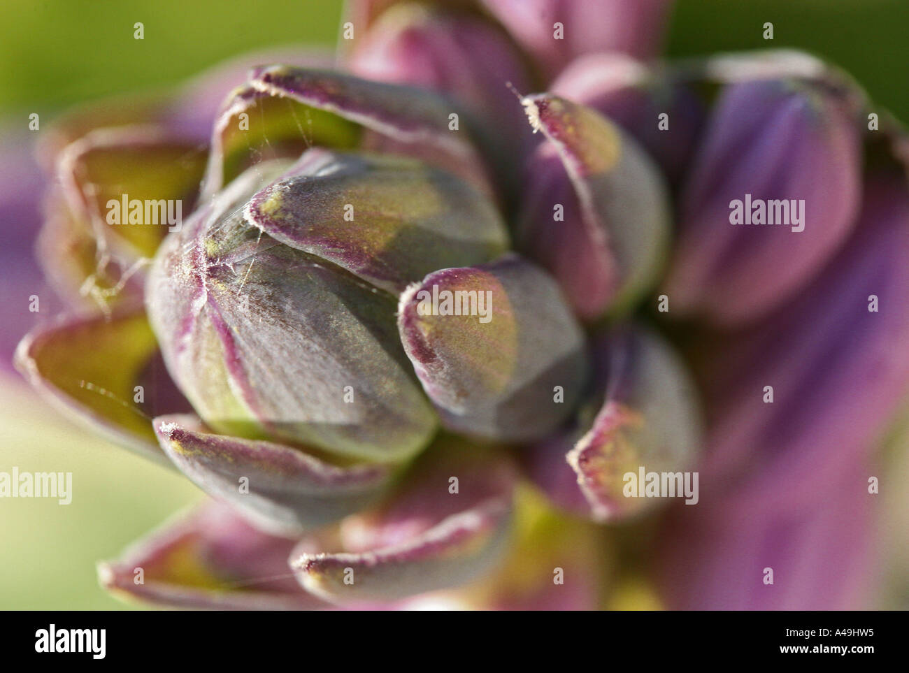 HOSTA FLOWER BUD Stock Photo - Alamy
