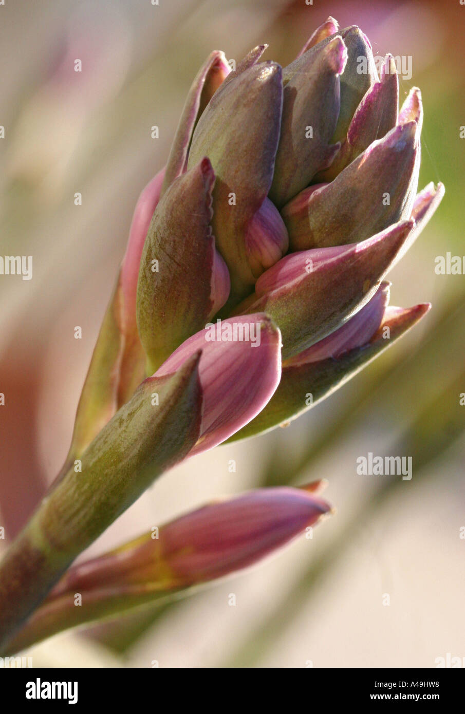 Hosta garden centre hi-res stock photography and images - Alamy