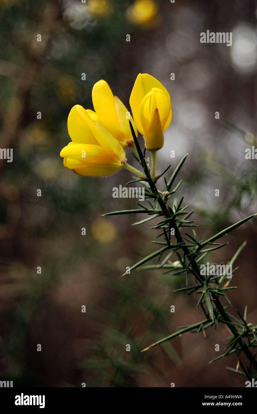 Prickly thorn gorse hi-res stock photography and images - Alamy