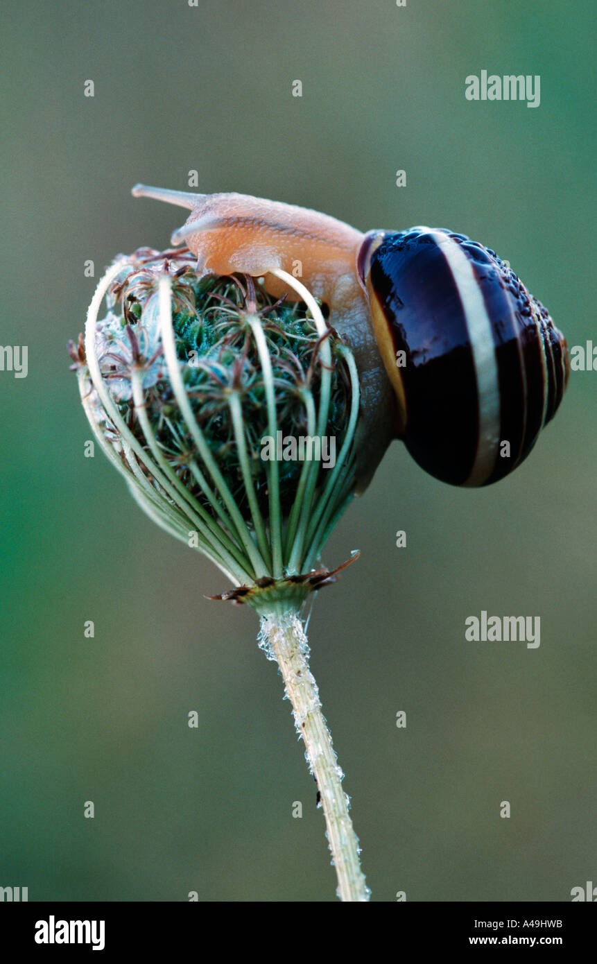 Banded wood snail cepaea nemoralis hi-res stock photography and images ...