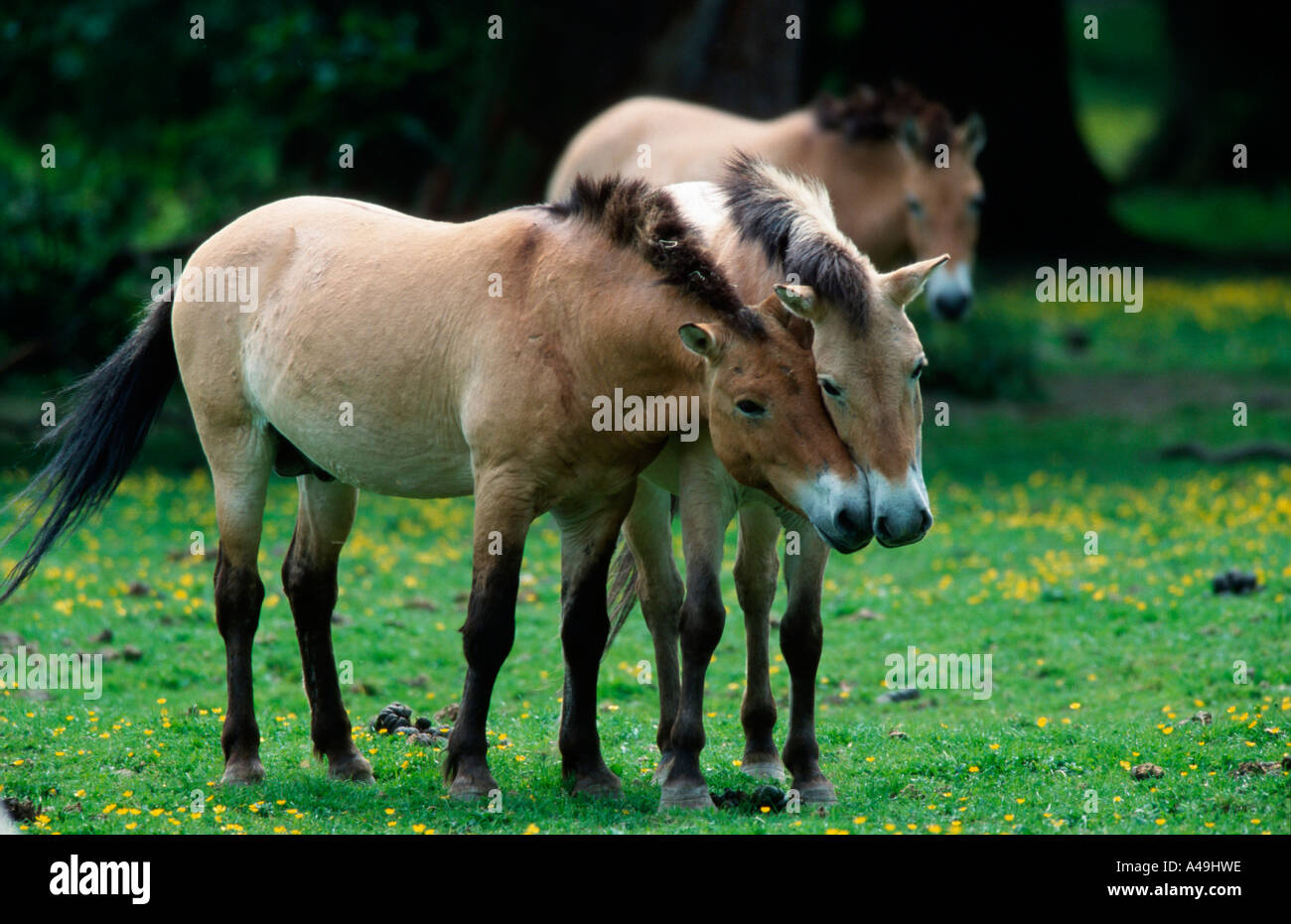 Przewalski pferde paar equus przewalskii przewalskis wild pair hi-res ...