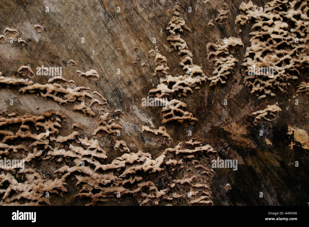 fungi on tree trunk Stock Photo - Alamy
