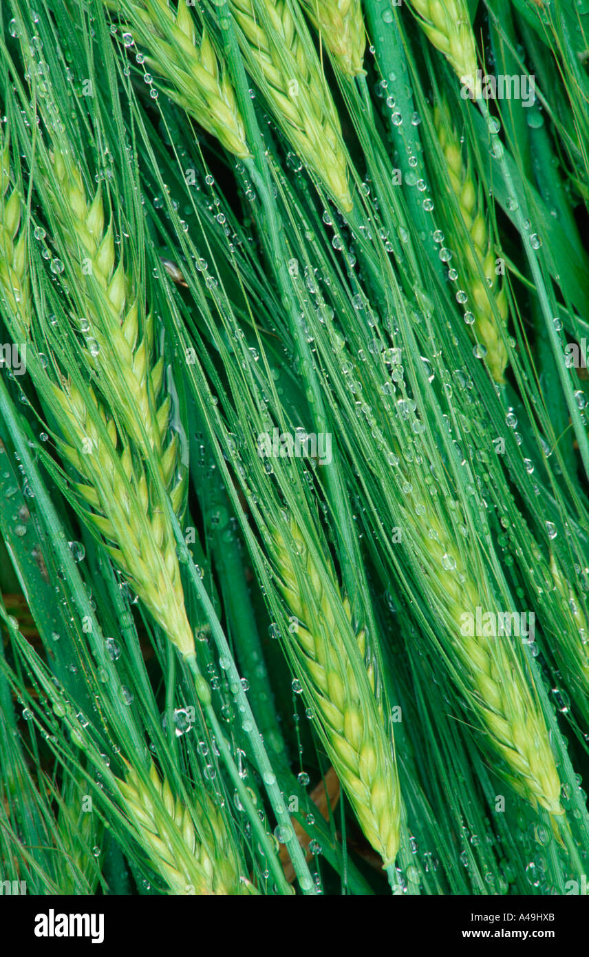 Barley / Gerste Stock Photo - Alamy