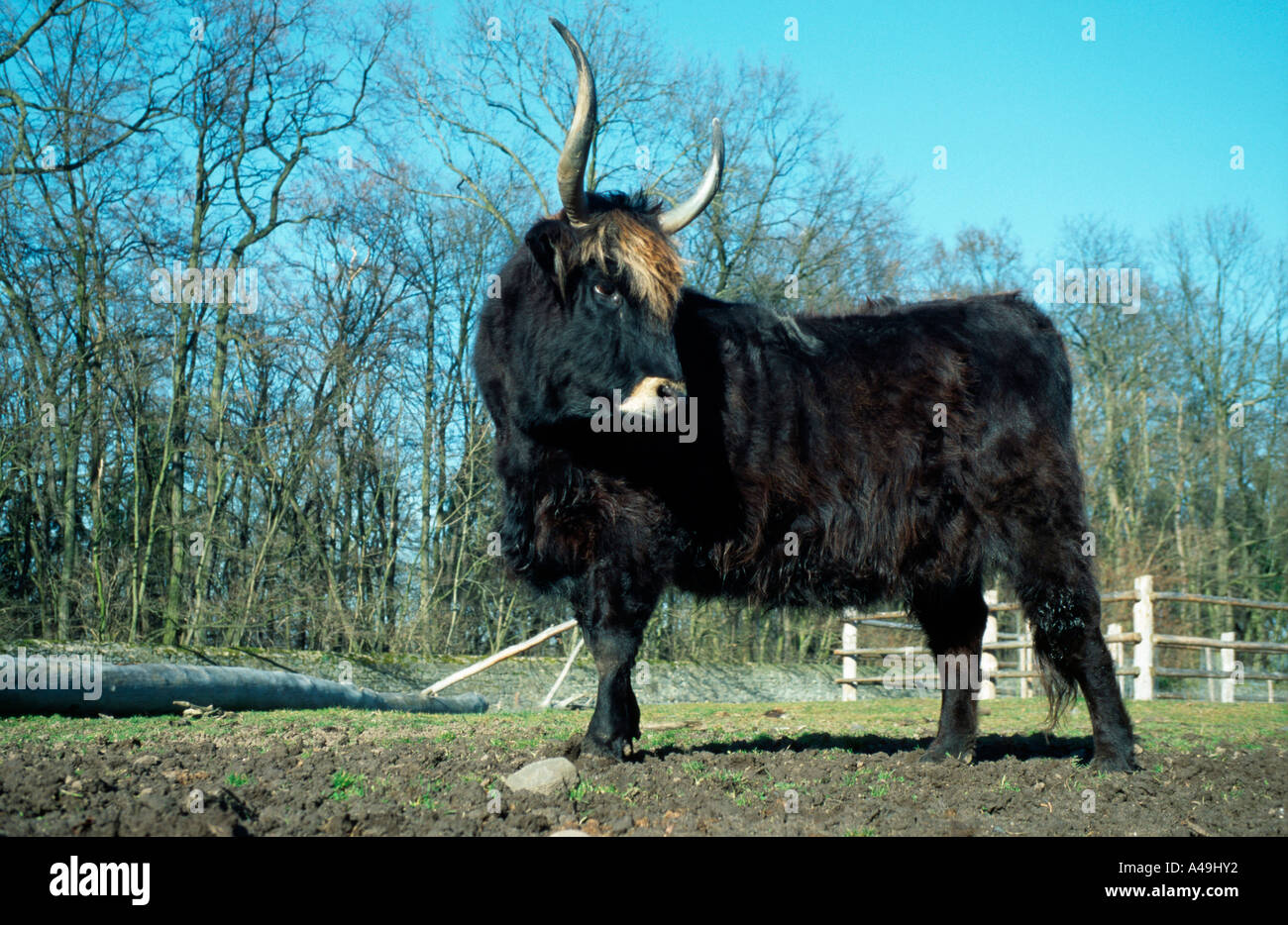 Aurochs / Ur / Auerochse / Heckrind Stock Photo - Alamy