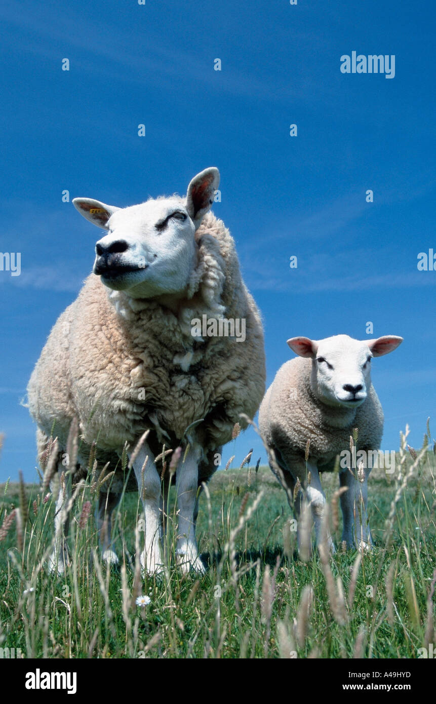Texel Sheep High Resolution Stock Photography and Images - Alamy