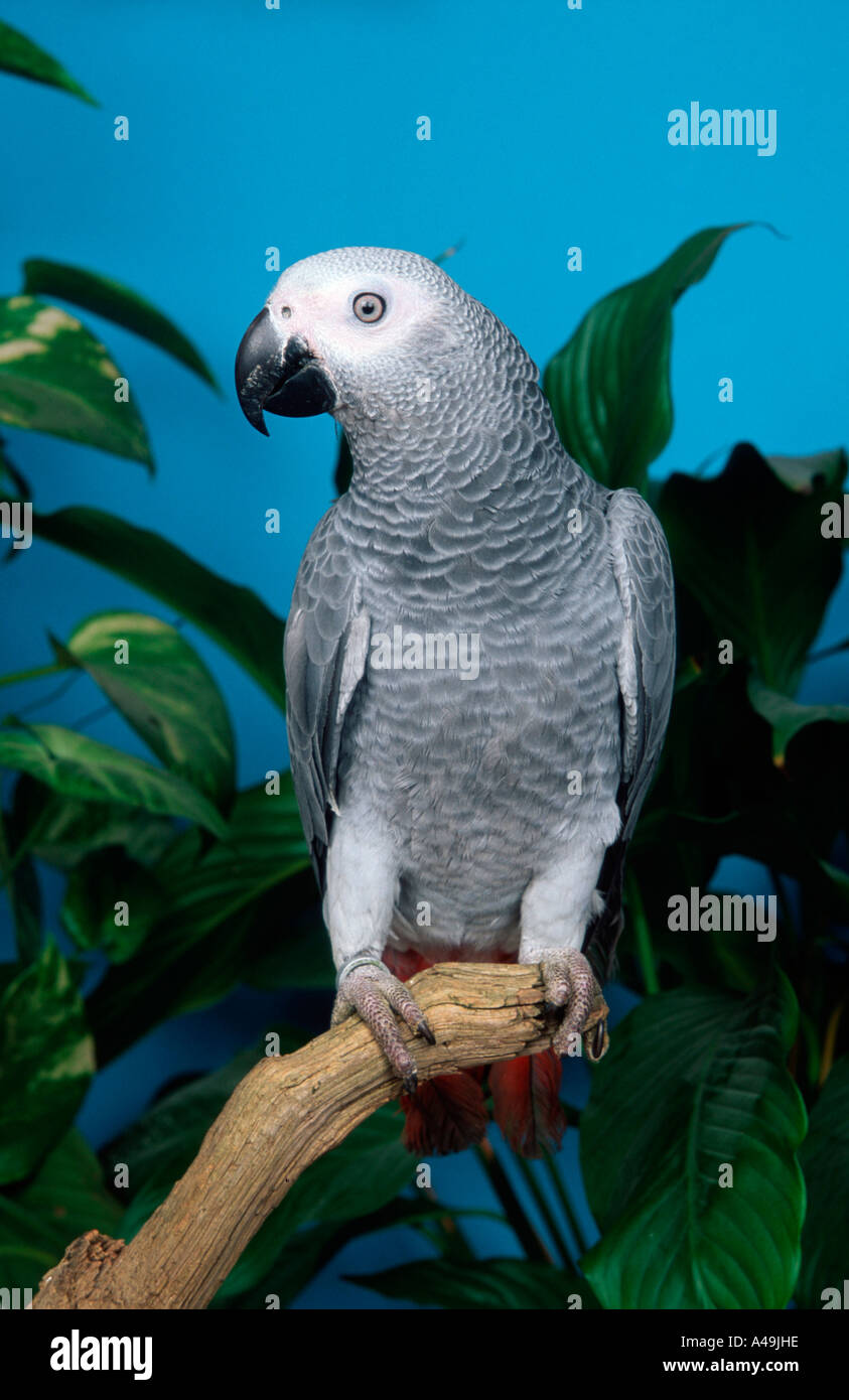 His parrot hi-res stock photography and images - Alamy