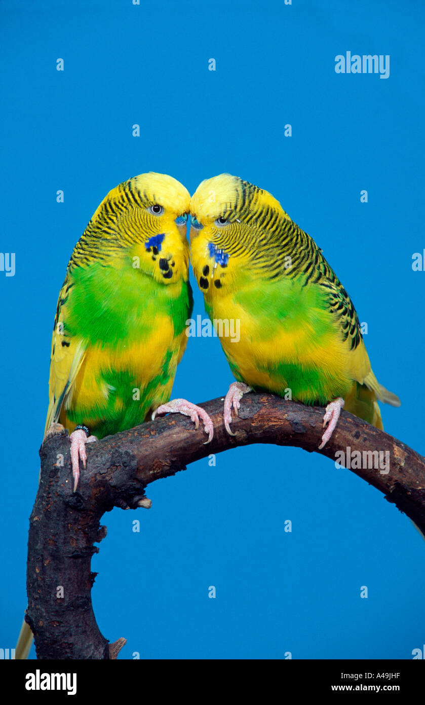 Budgerigar / Budgie Stock Photo - Alamy