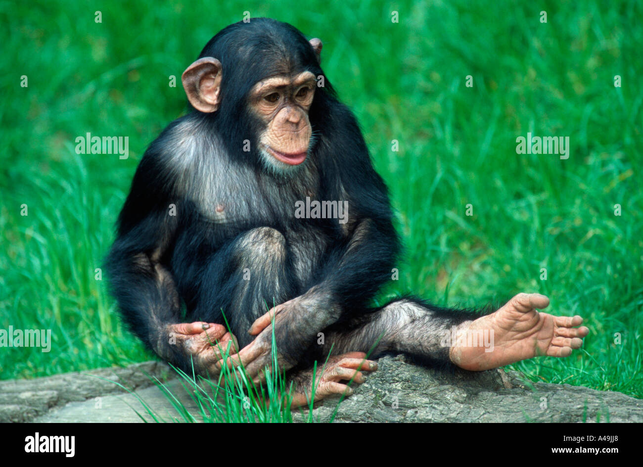 Chimpy High Resolution Stock Photography and Images - Alamy