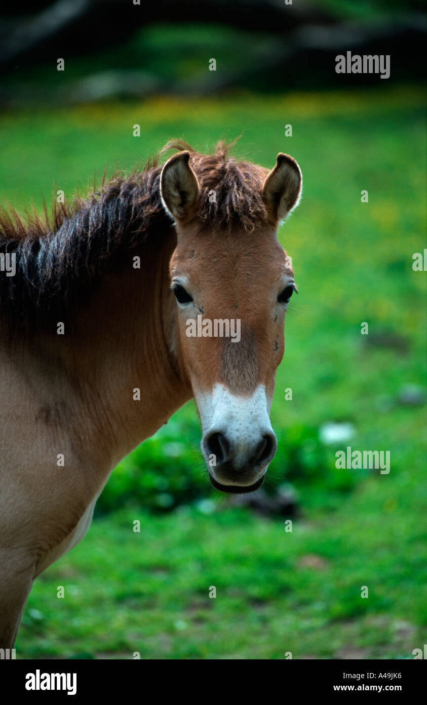 Przewalski pferde hi-res stock photography and images - Alamy